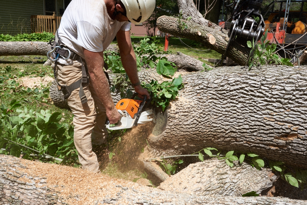 Tree Care Services | Taylor's Weed & Pest Control LLC